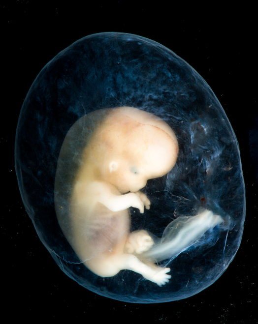 Stunning Photos Show Dignity of Human Life in Very Early Stages – Faithwire