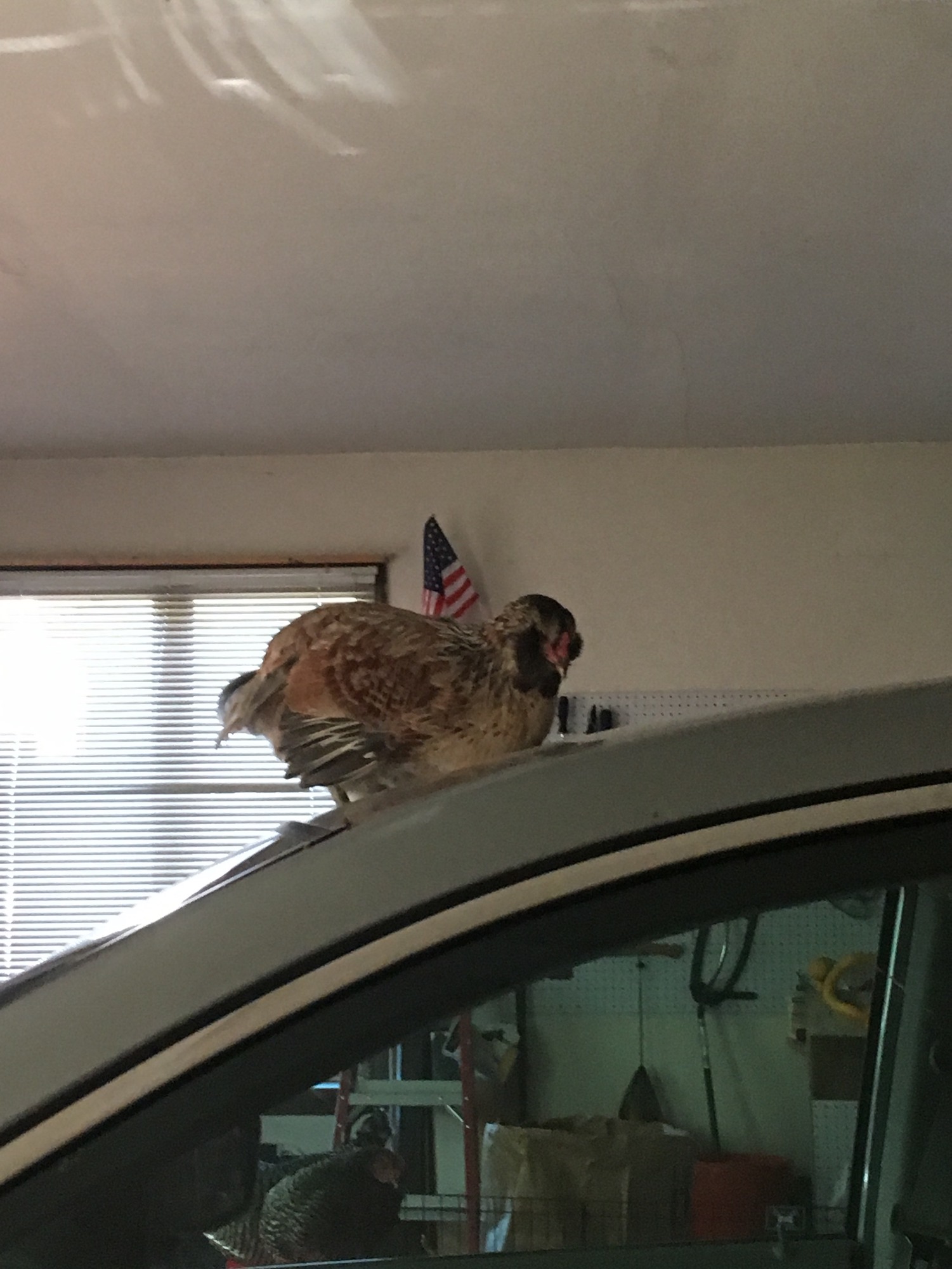 On Dead Chickens, Parenting, and Grief – Faithwire