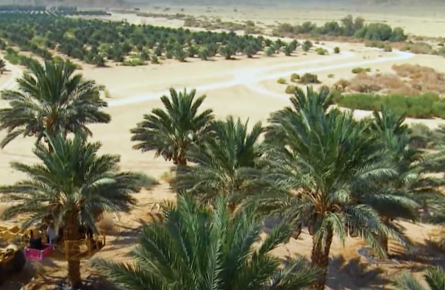 ‘Resurrection of 2,000-Year-Old Ancient Date Seeds’: Farmers In Israel ...